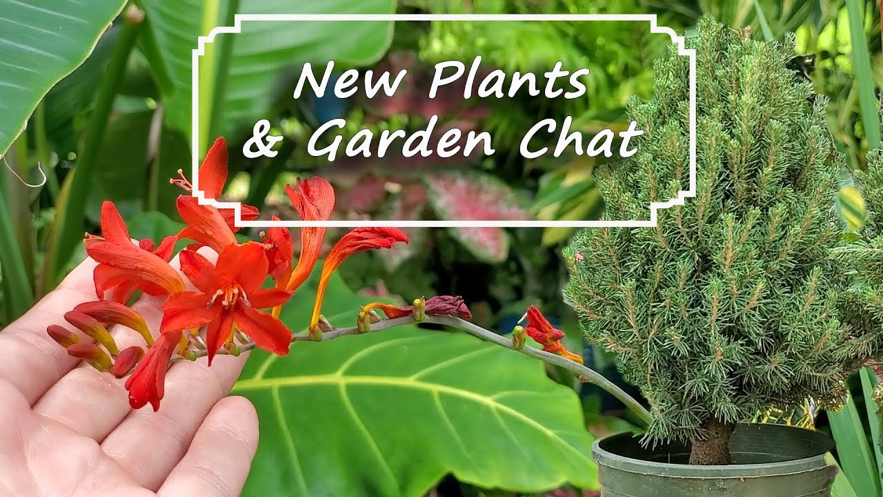 New Plants & Garden Chat - YouTube