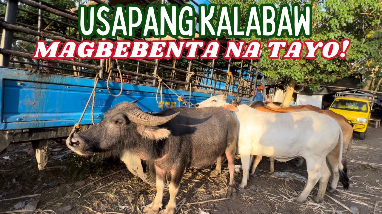 USAPANG KALABAW: MAGBEBENTA NA TAYO! | SOLLE'S GANDANG BUHAY - YouTube