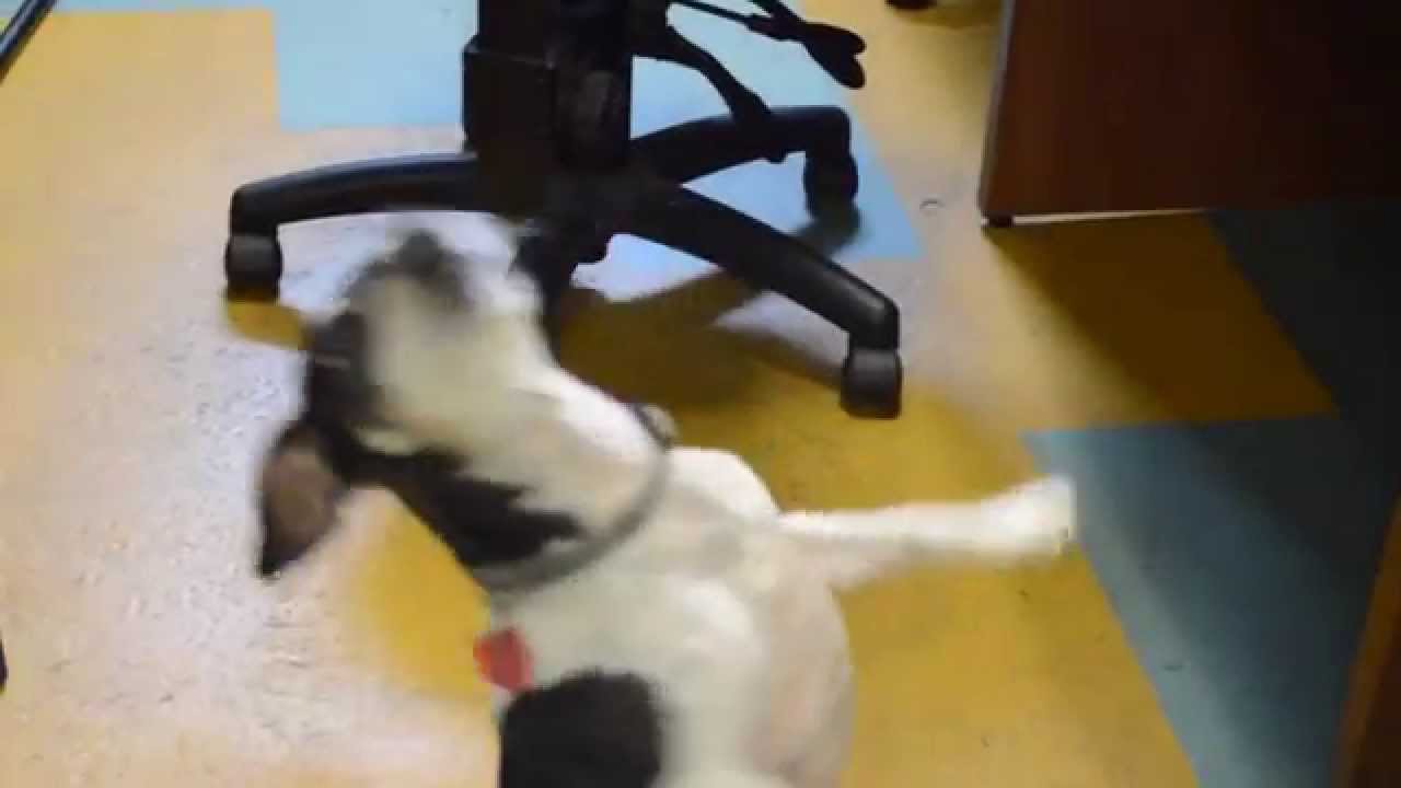 The Rascal Dance - YouTube