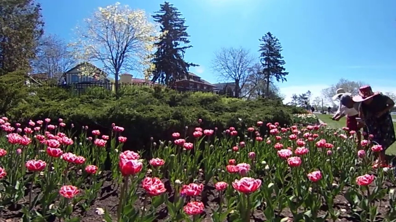 Drumline Tulip | 360 Video | Canadian Tulip Festival - YouTube