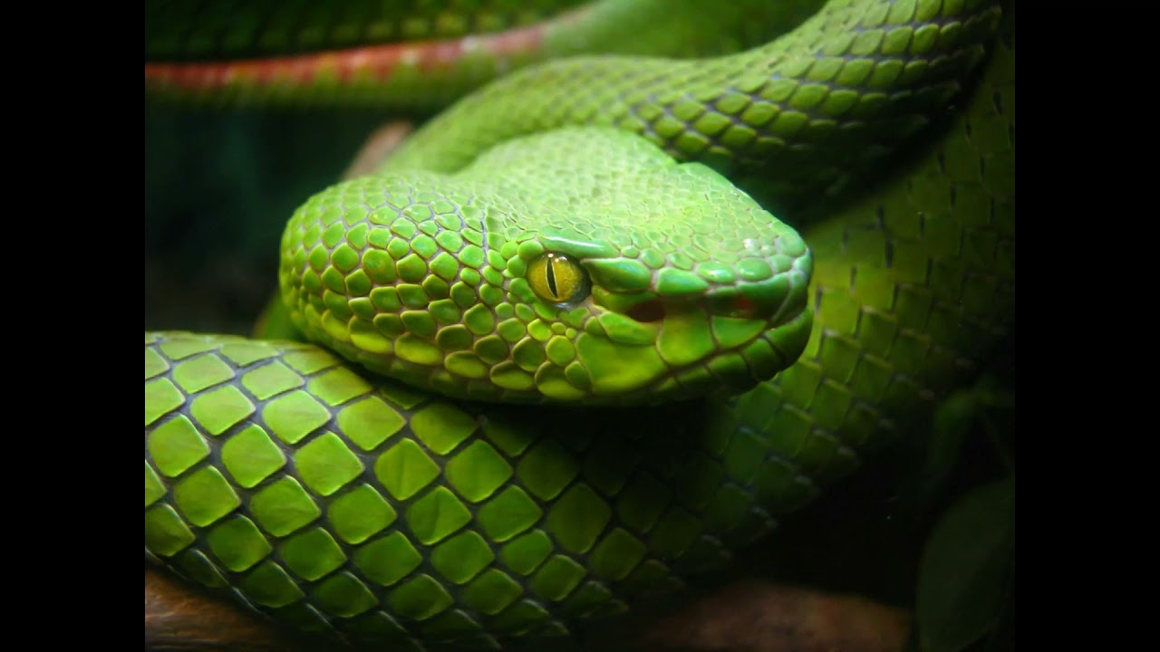 Scary Snake Pop Up 2 - YouTube