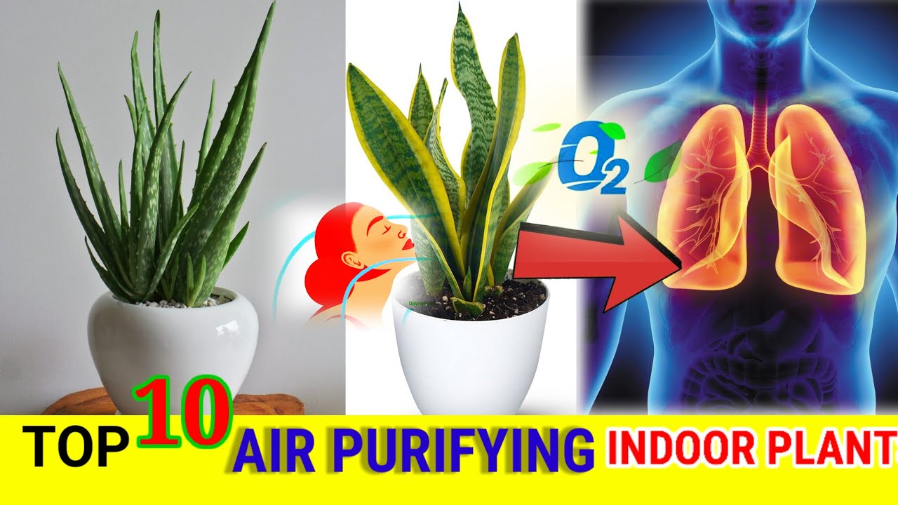Top 10 air purifying indoor plants 🪴 |best indoor plants|indoor plants ...