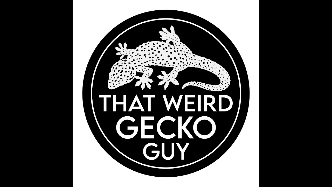 That Weird Gecko Guy Live Stream - YouTube