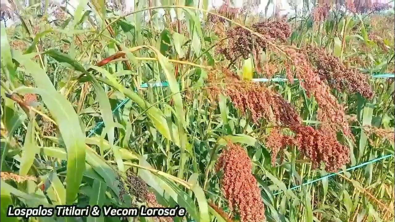 Produsaun Sorghum Sudangrass - YouTube