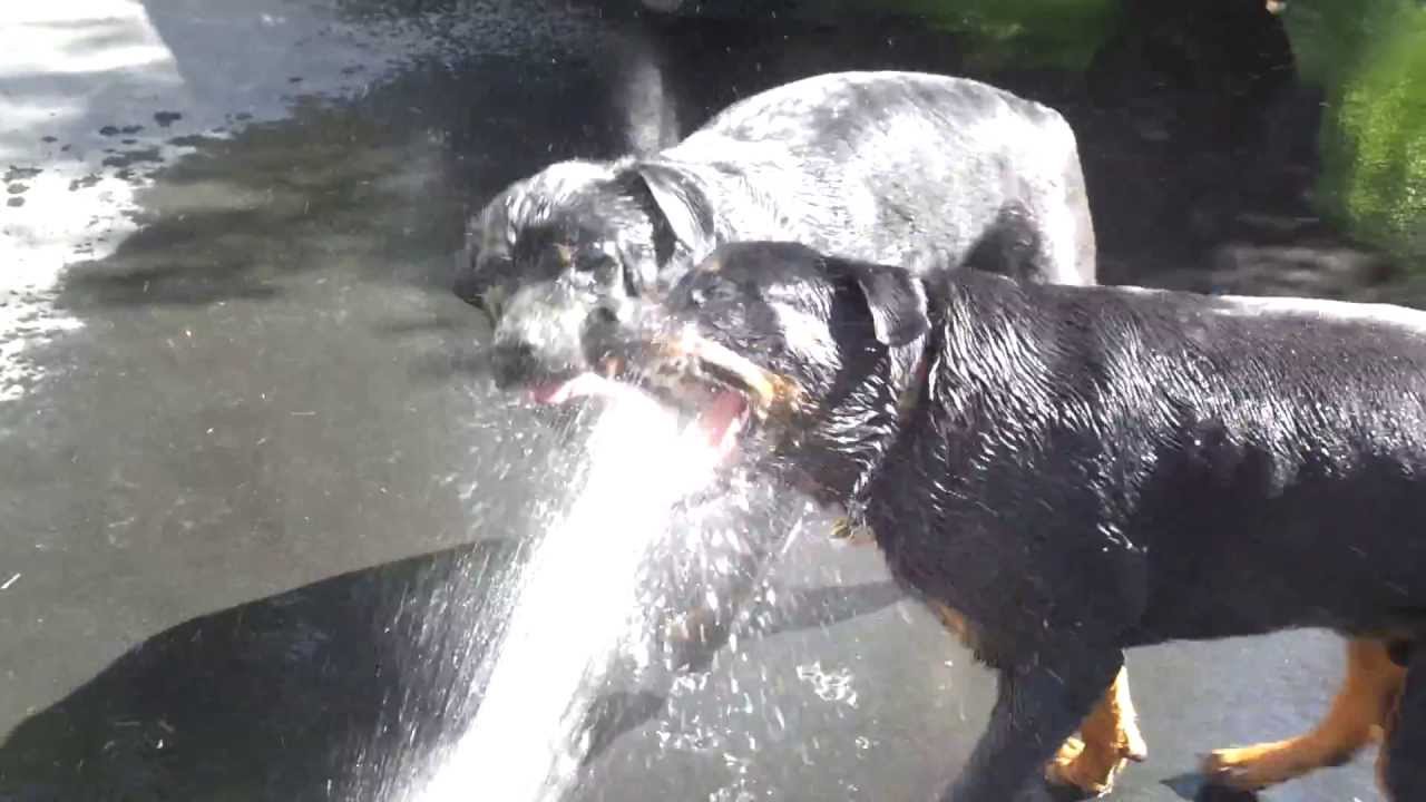 Zeus and Thor water battle - YouTube