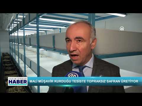 Mali müşavir kurduğu tesiste topraksız safran üretiyor