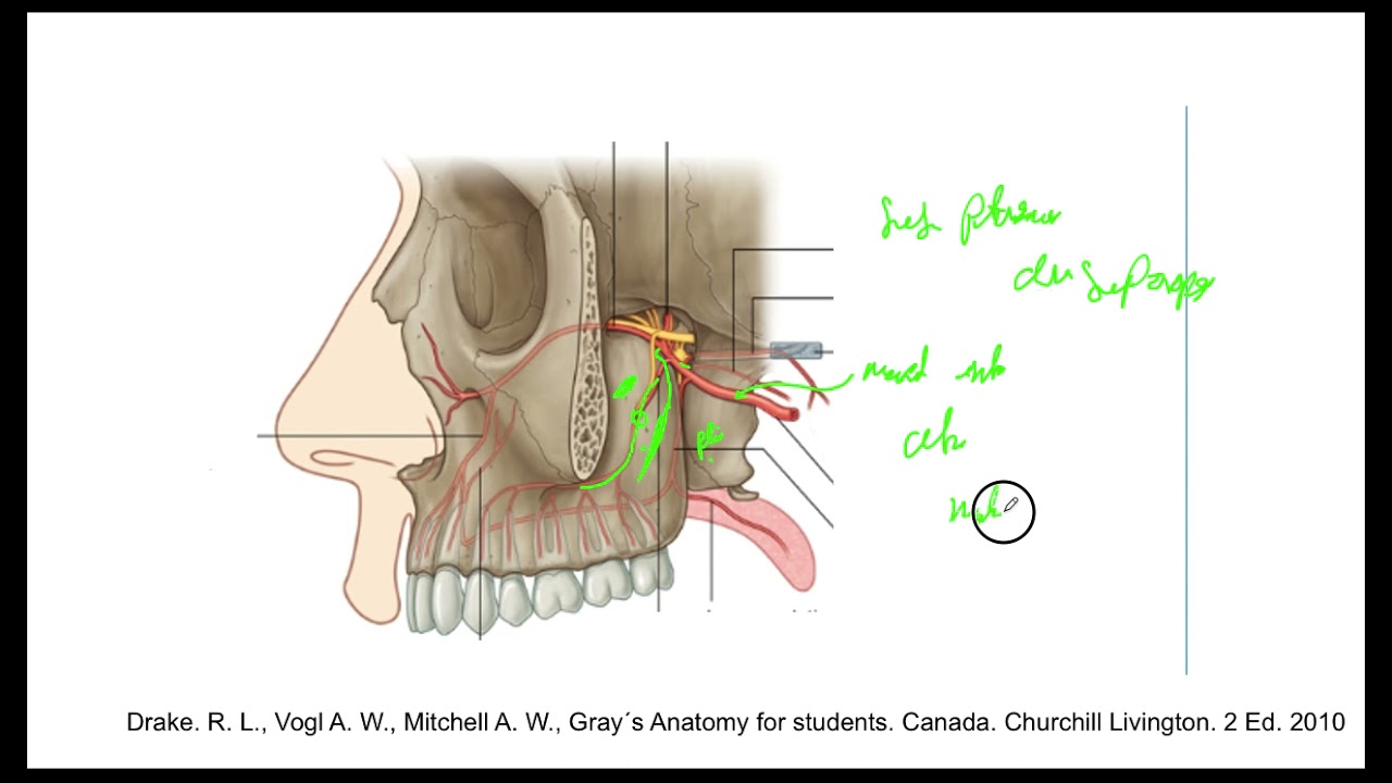 Anatomia Del Seno Maxilar