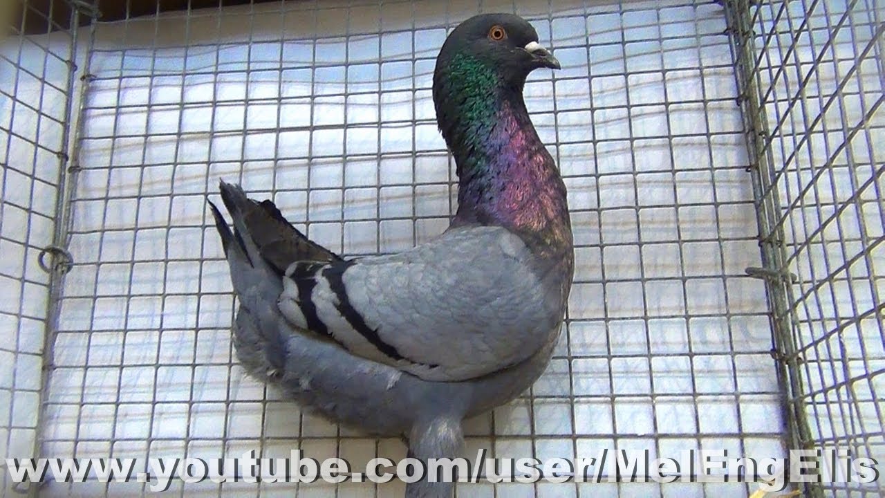 Pigeons Poule Maltais - Maltese Pigeon - Malteser Tauben - Maltezer ...