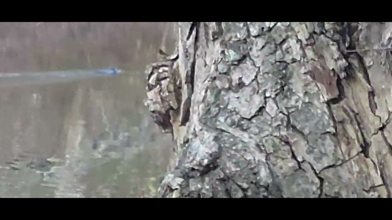 Rocket J Squirrel and the Beav - YouTube