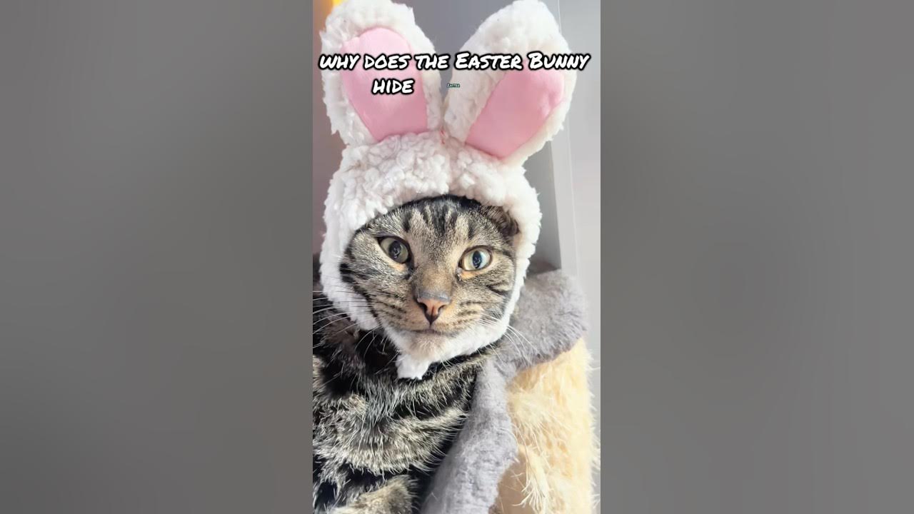 Why Does The Easter Bunny Hide Eggs easter eggs easteregg chicken why-does-the-easter-bunny-hide-eggs-easter-eggs-easteregg-chicken