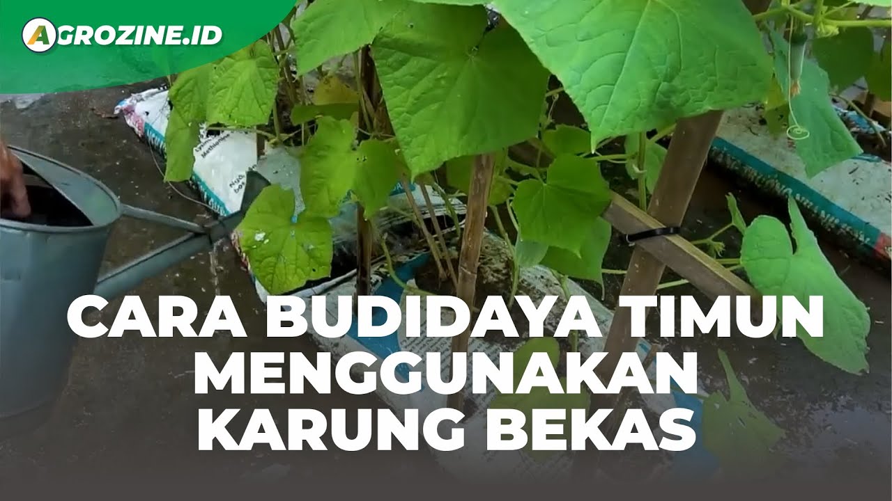 Budidaya Timun Menggunakan Karung Polybag di Pekarangan Rumah untuk ...