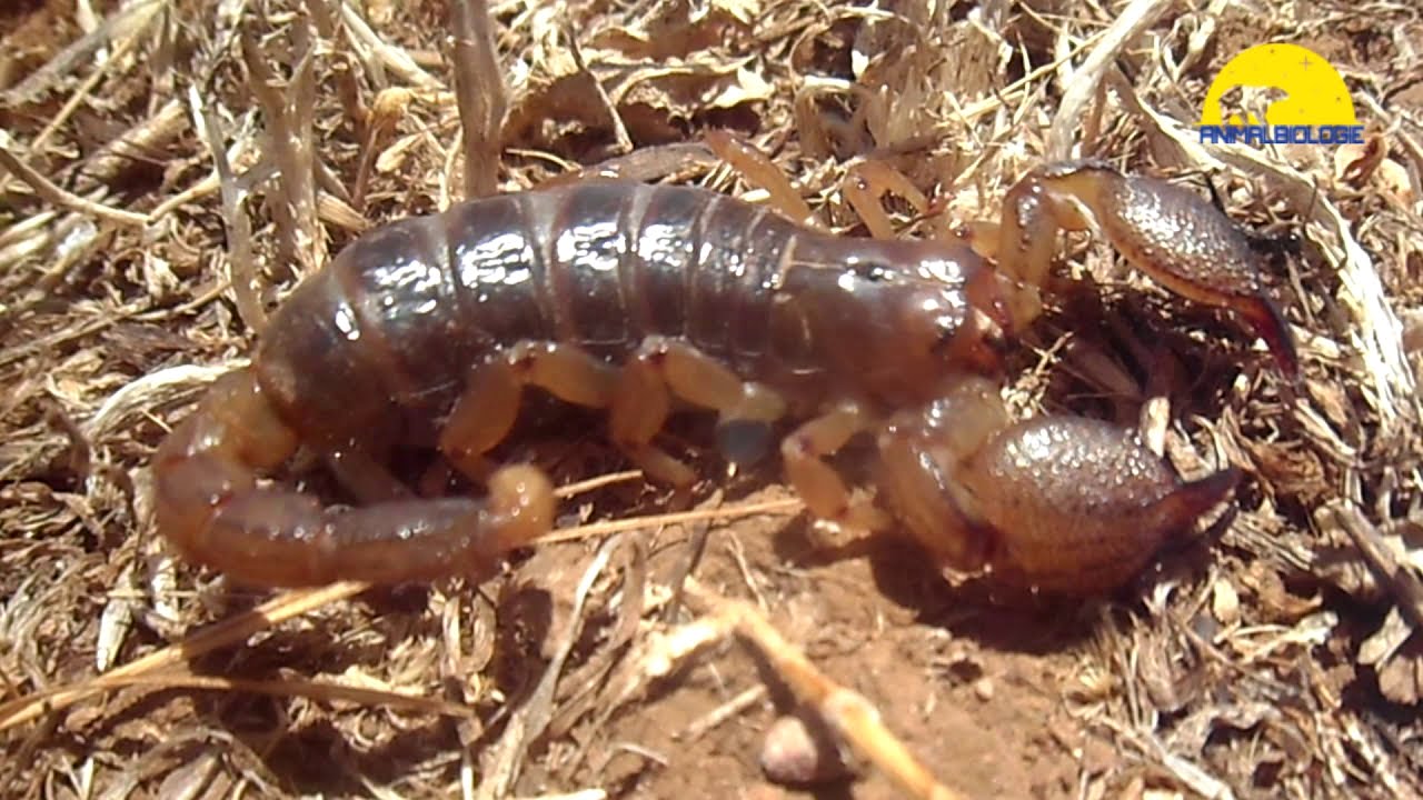 Scorpion Vs Ants Fight To Death - YouTube