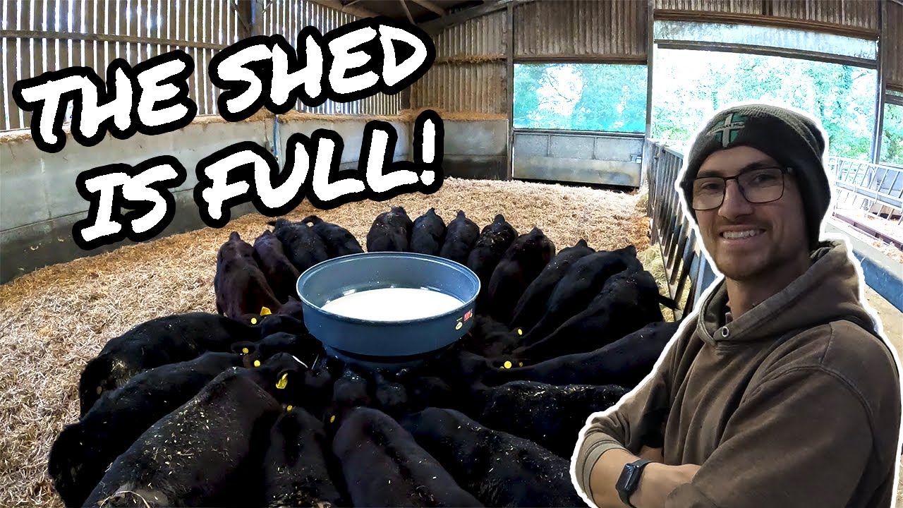 120 CALVES ON MILK! THE FULL FEEDING ROUTINE! | JM Farming | The ...