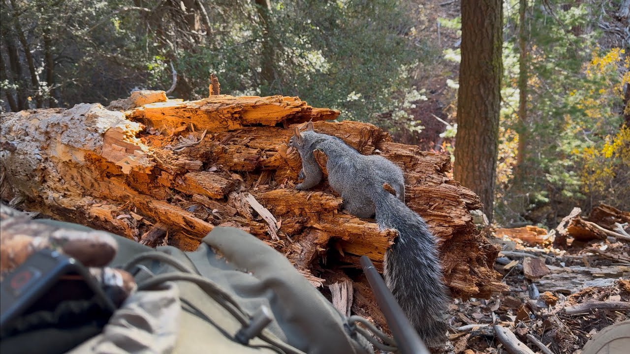 Winter squirrel hunting 12-3-2024 - YouTube