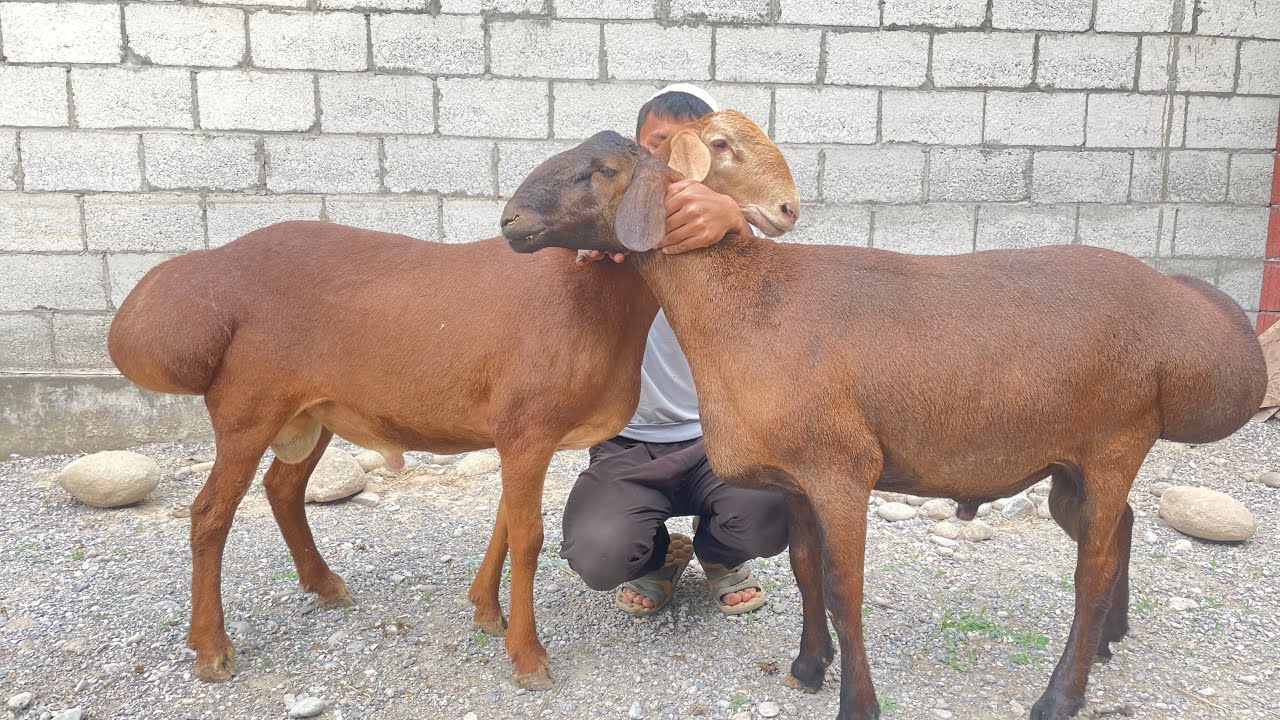 Uruglika Qochqorlar bunaqasi vodiyda yoq ☎️905848118☎️911596989 # ...