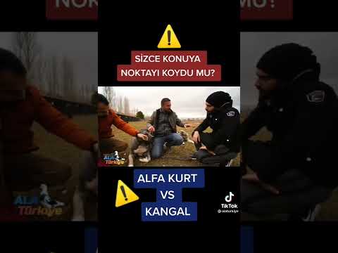 kangal kurdu boğabilir mi?