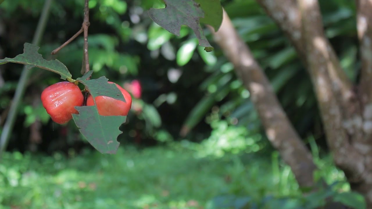 Wax Apples - Summer Pickings - YouTube