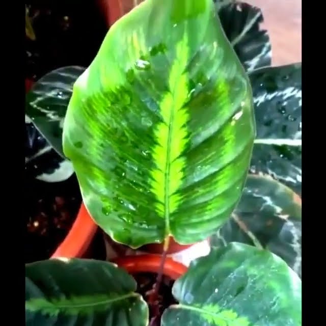 Bunga Calathea rimbun sekali. Tanaman hias Calathea cantik sekali - YouTube