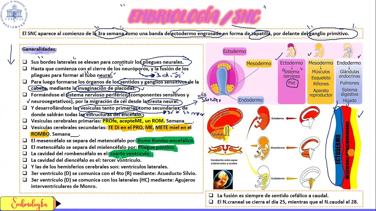 PHM - EMBRIOLOGIA DEL SISTEMA NERVIOSO CENTRAL - YouTube