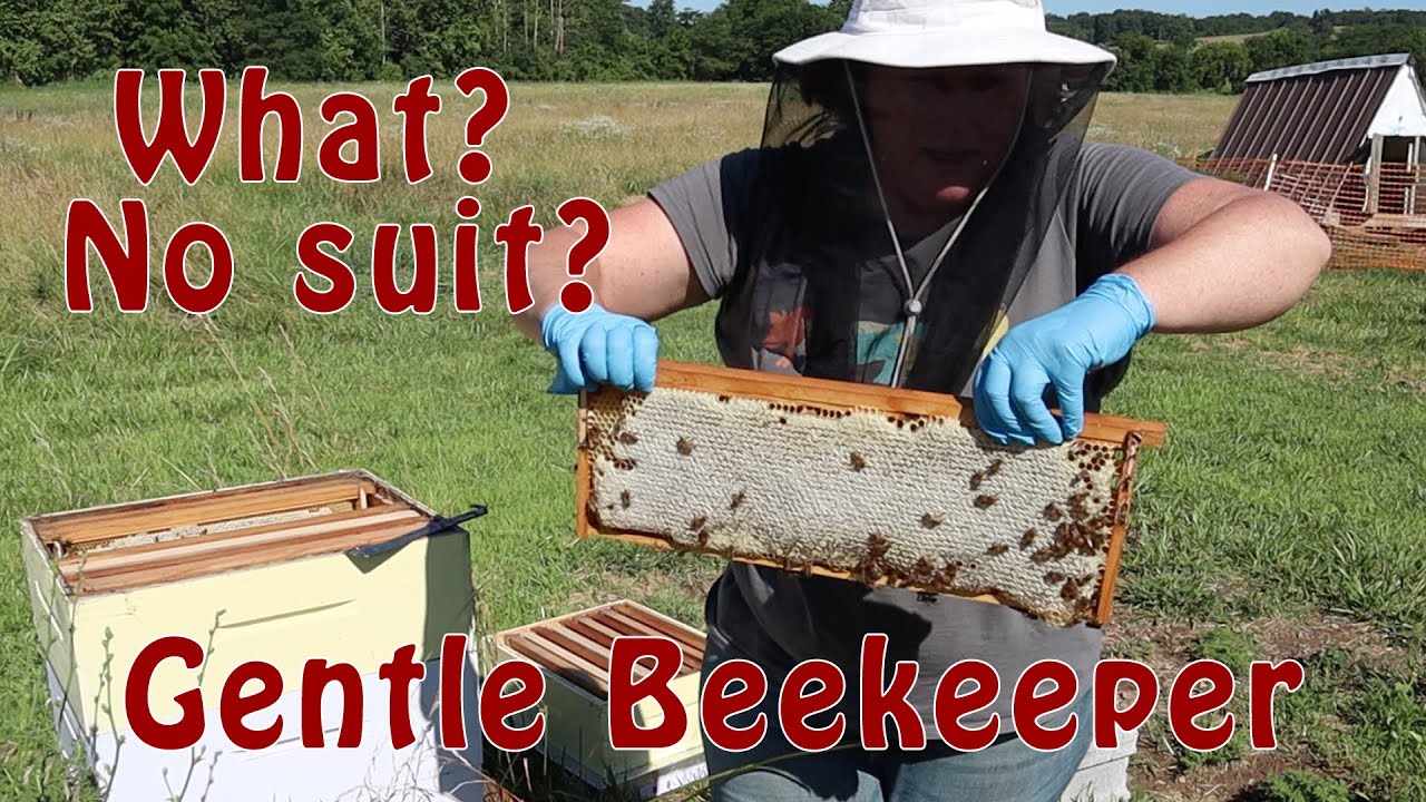 Beekeeping without a BEE SUIT? Yes! It can be done - YouTube