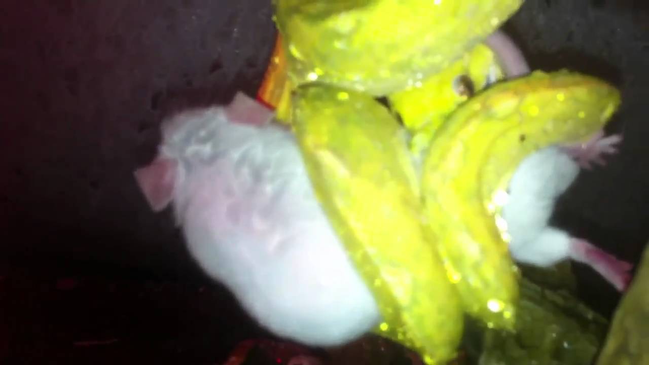Green Tree Python Vs Mouse - YouTube