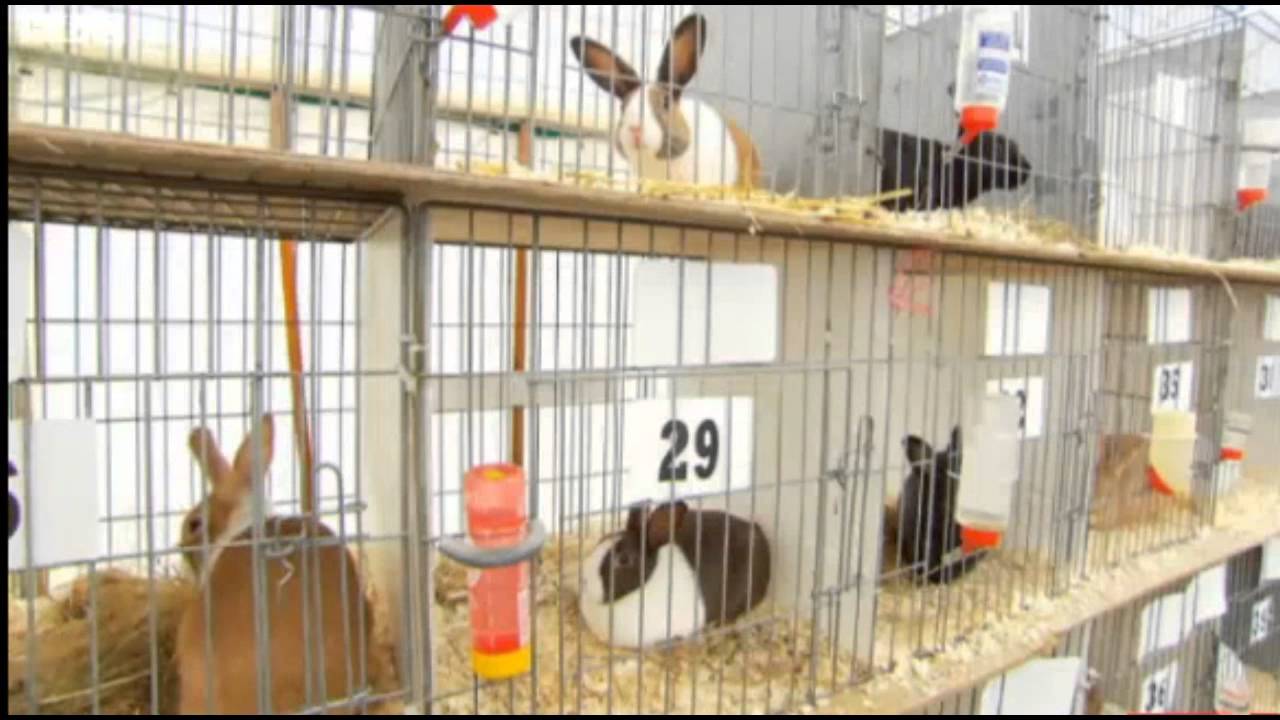 Country Show Cook Off - Episode 5 pt2 - YouTube