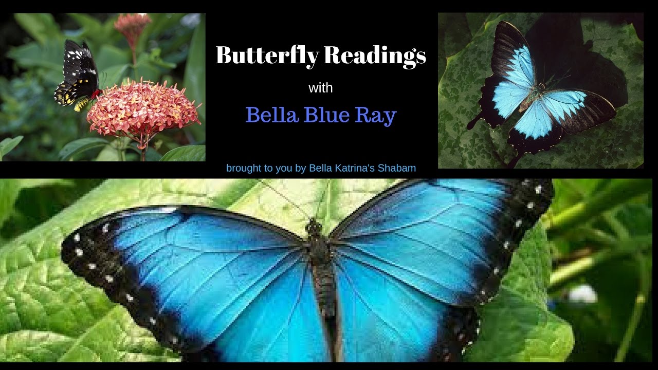 Bella Blue Ray & Butterfly Messages!! - YouTube
