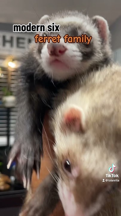 6 Ferrets 🤔 #lolanrita #ferretsareawesome #ferrets - YouTube
