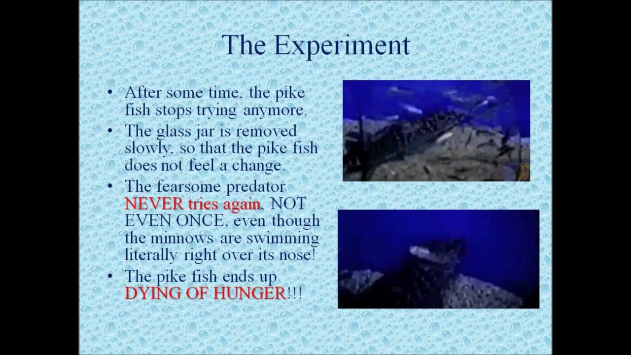 Pike Fish Experiment: how the pike fish died because it lost hope ...