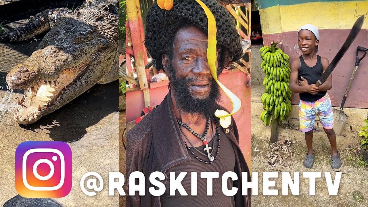 Crocodiles, Rasta Farming & Red Stripe Trucks! Instagram Stories 2022 ...