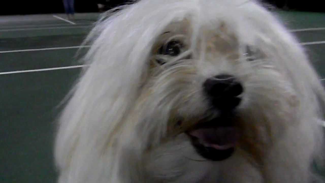 Maltese running and playing on Tennis Court - YouTube