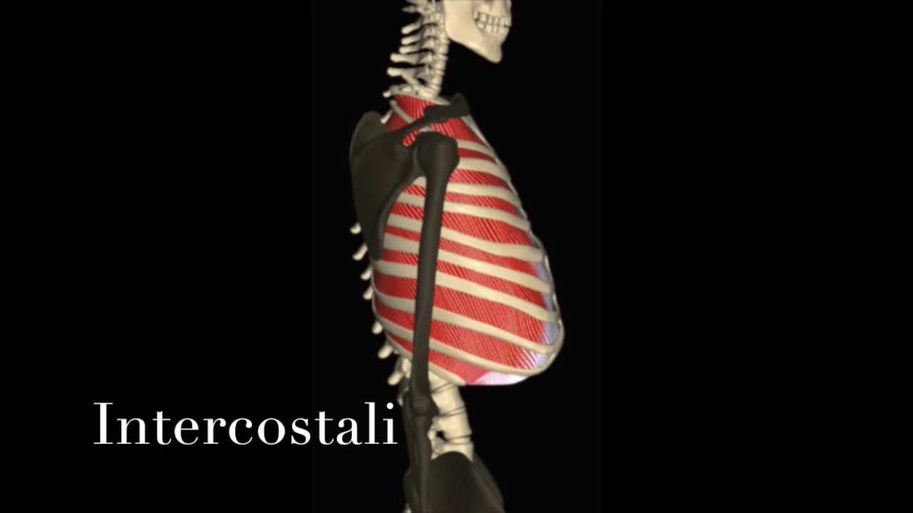 Muscoli Intercostali - YouTube