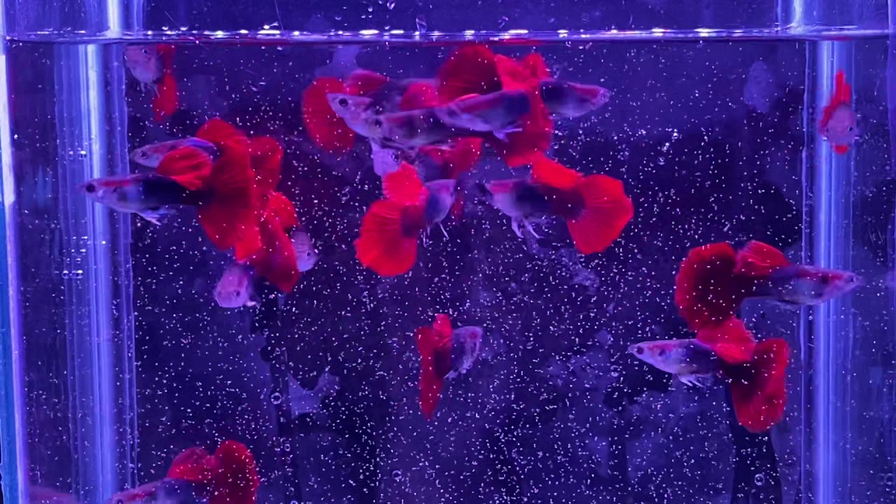 HB Red Rose Big Dorsal Fin - YouTube