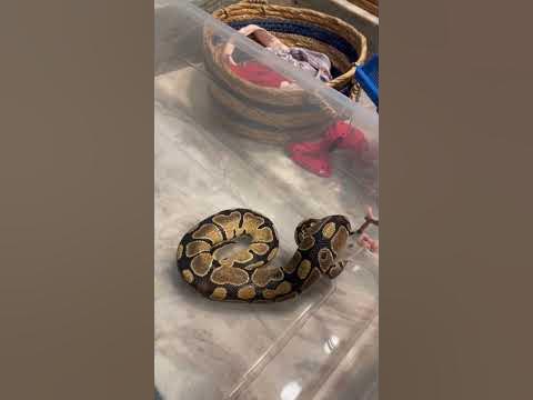 Ball python, eating rat - YouTube