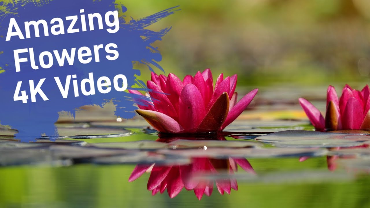 Beautiful Flowers 4K Video - YouTube