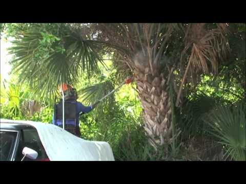 Pruning A Palm - with the EASY LIFT HARNESS - YouTube