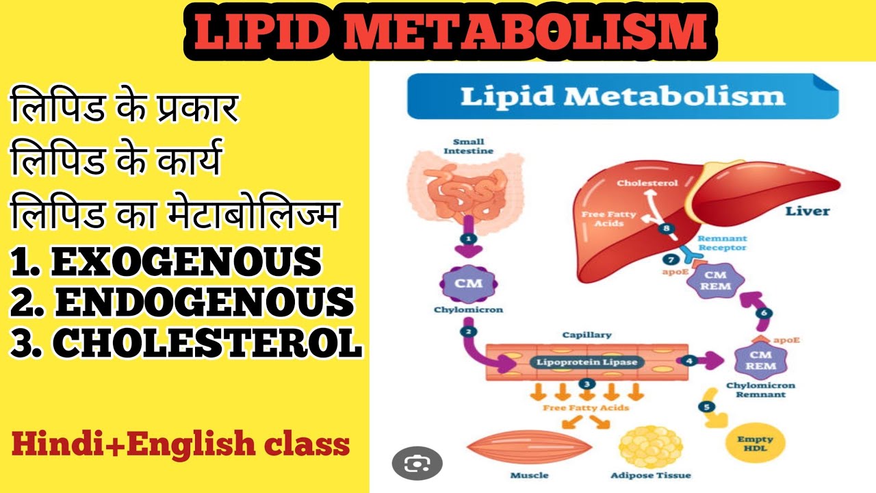 #lipid_metabolism,#Exogenous_Endogenous_Cholesterol transport ||# ...