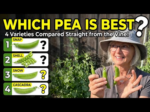 Which Pea is Best? Comparing 4 Pea Varieties Straight From the Vine ...