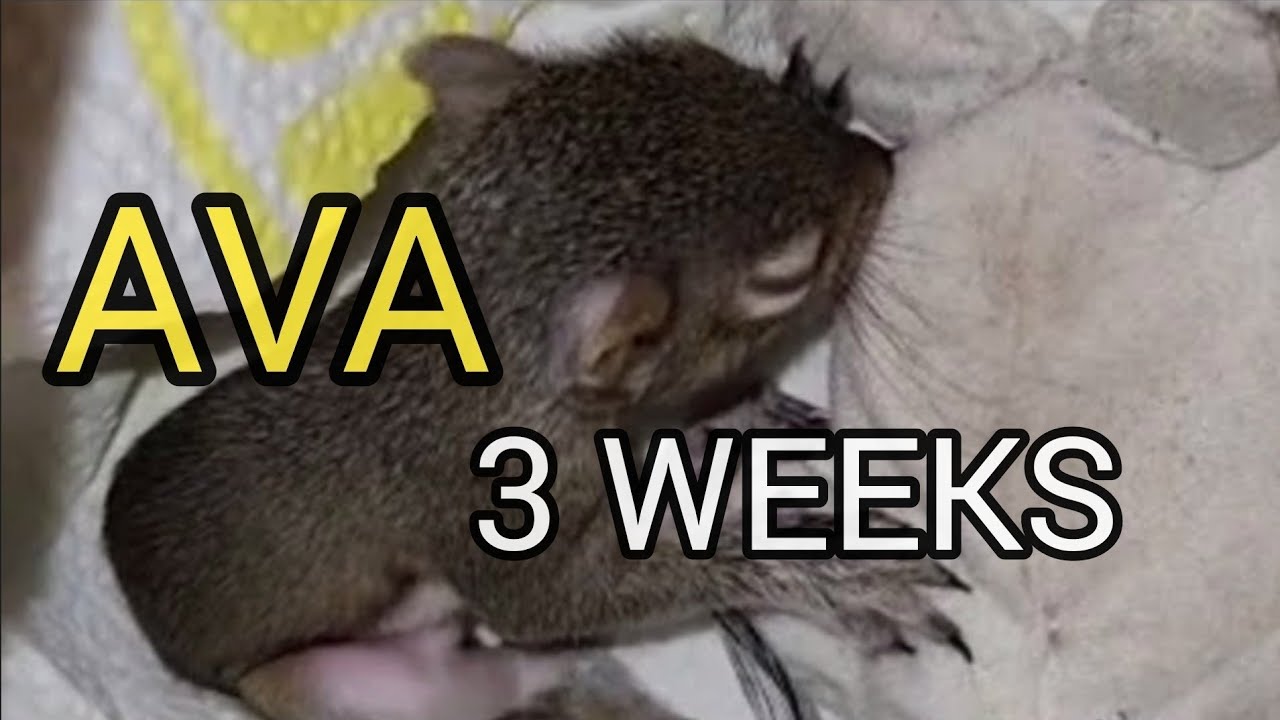 Squirrel baby 3 weeks old rescue and care that has fallen out of its ...