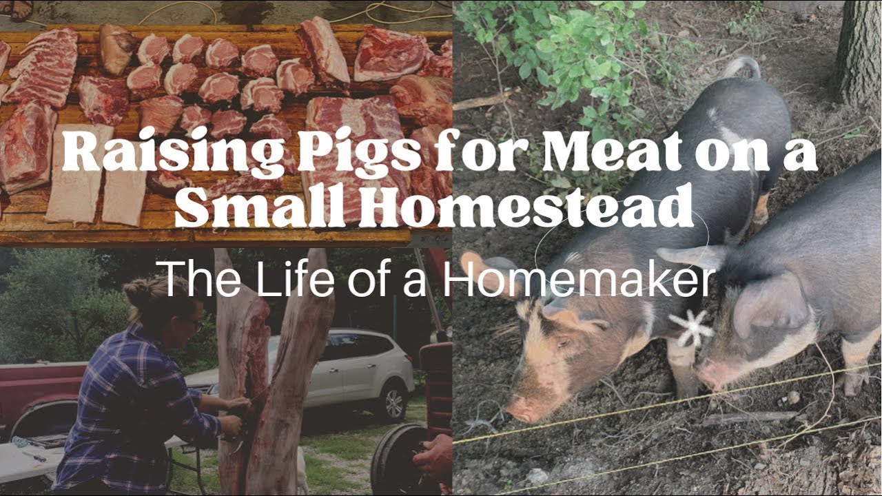 Raising Meat Pigs on Small Homestead • Spring 2022 Episode 2 - YouTube