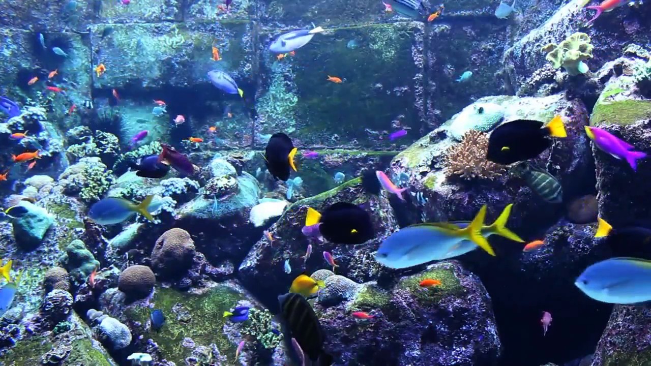3 HOURS of Beautiful Coral Reef Fish Relaxing Ocean Fish Aquarium Fish ...