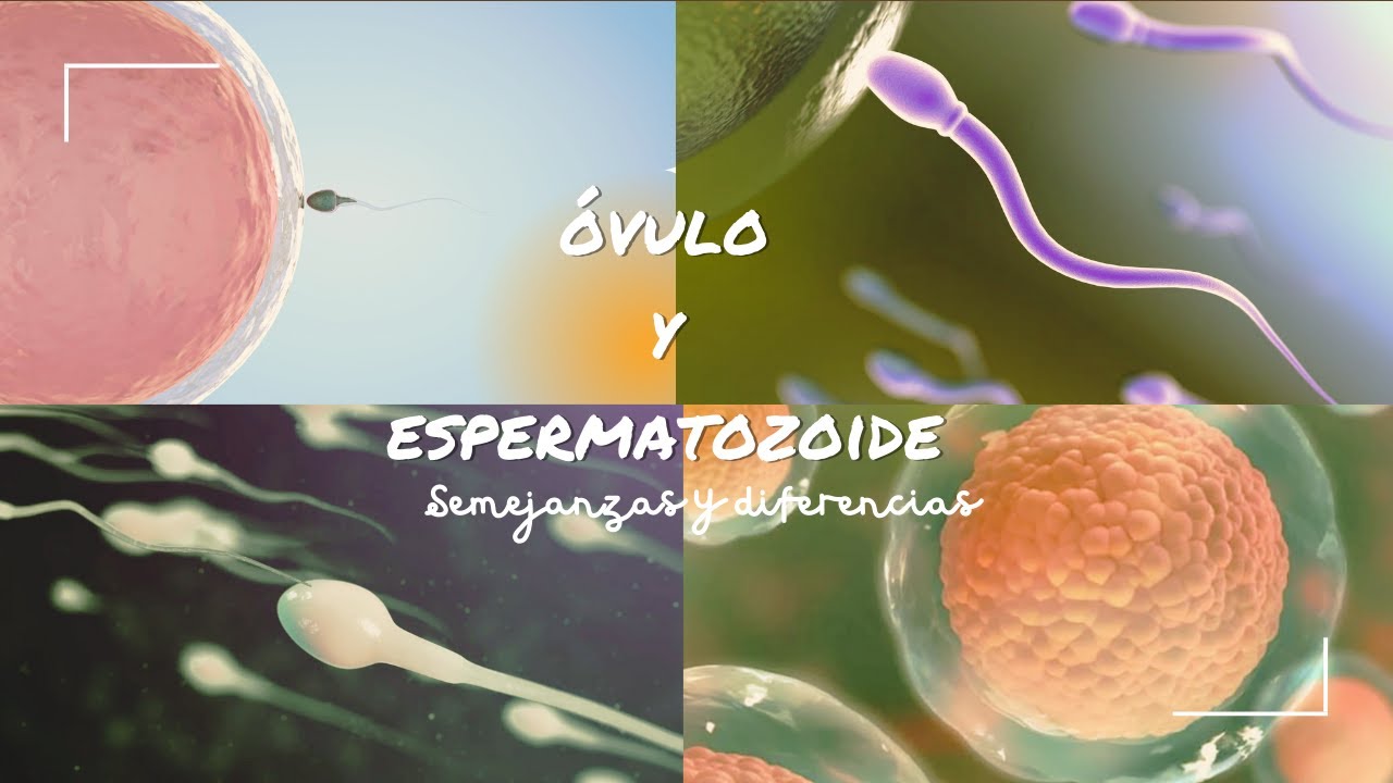 Semejanzas y Diferencias entre Óvulo y Espermatozoide - YouTube