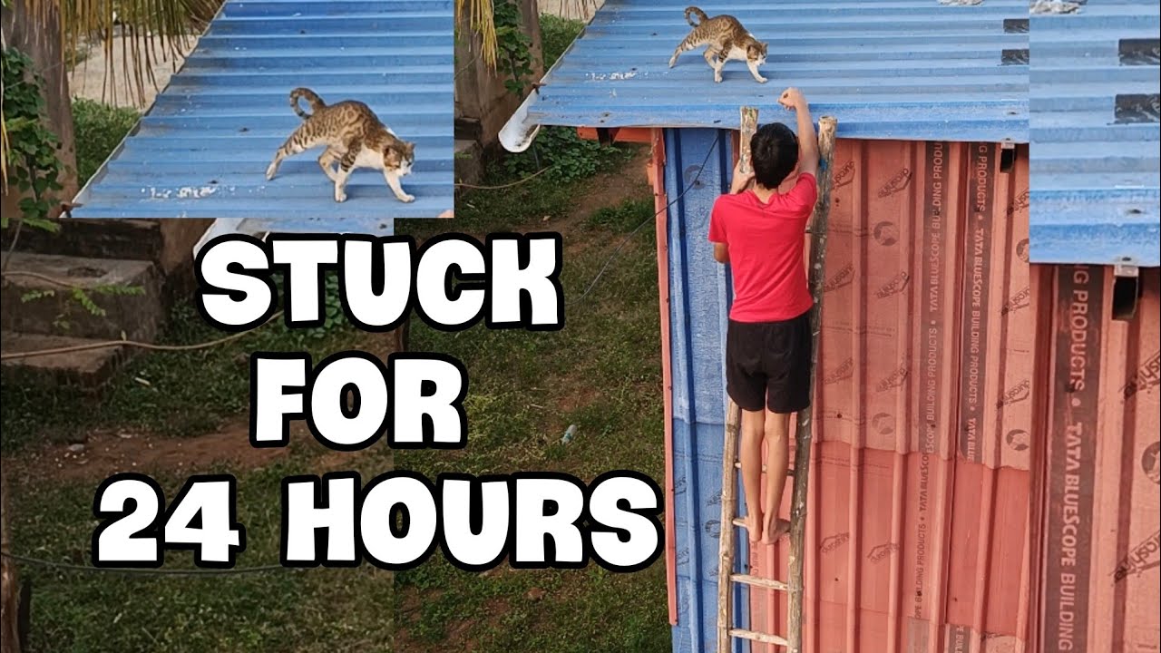 Stray Kitten Rescued After 24 Hours – A Long but Successful Mission! || Cat Videos - YouTube