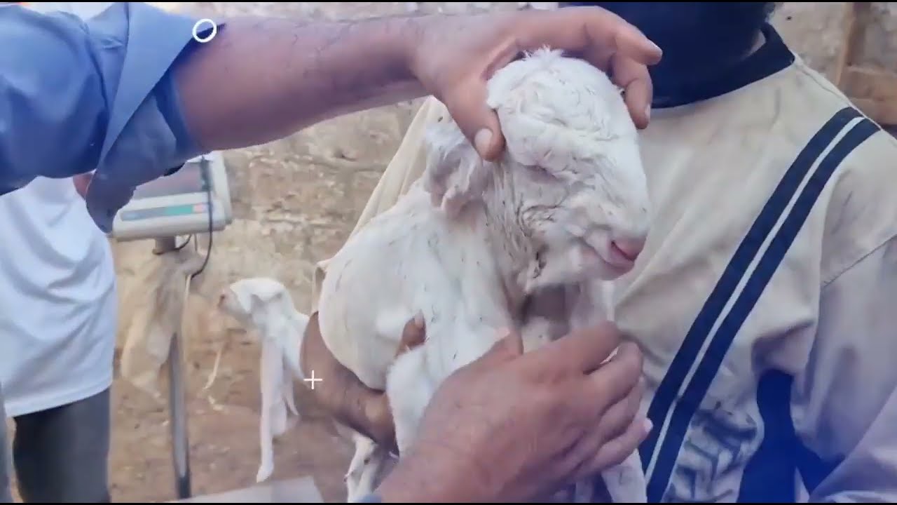 शैतानी बकरा देखकर रूह कांप जाएगी !! Most Expensive Goat Breed - YouTube