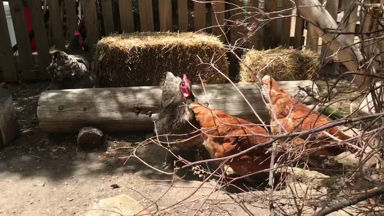 Chook TV ep 4 Are they roosters? - YouTube
