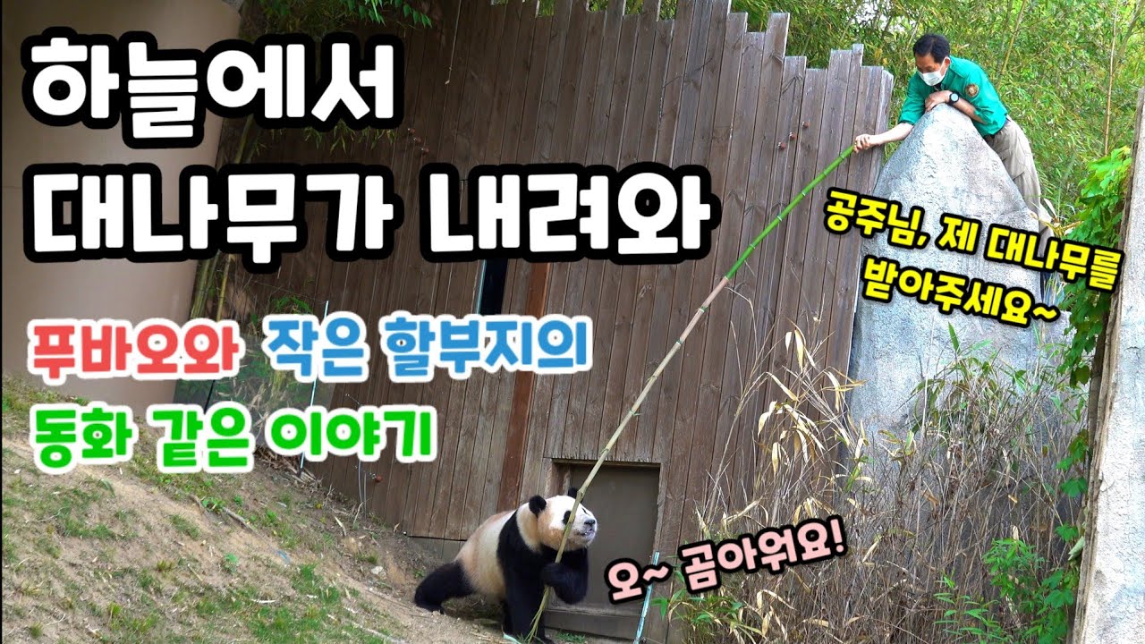 에버랜드 판다 푸바오 ️하늘에서 대나무가 내려와feat푸바오와 할부지의 동화 같은 이야기💕bamboo Is Falling From The Sky ️푸바오