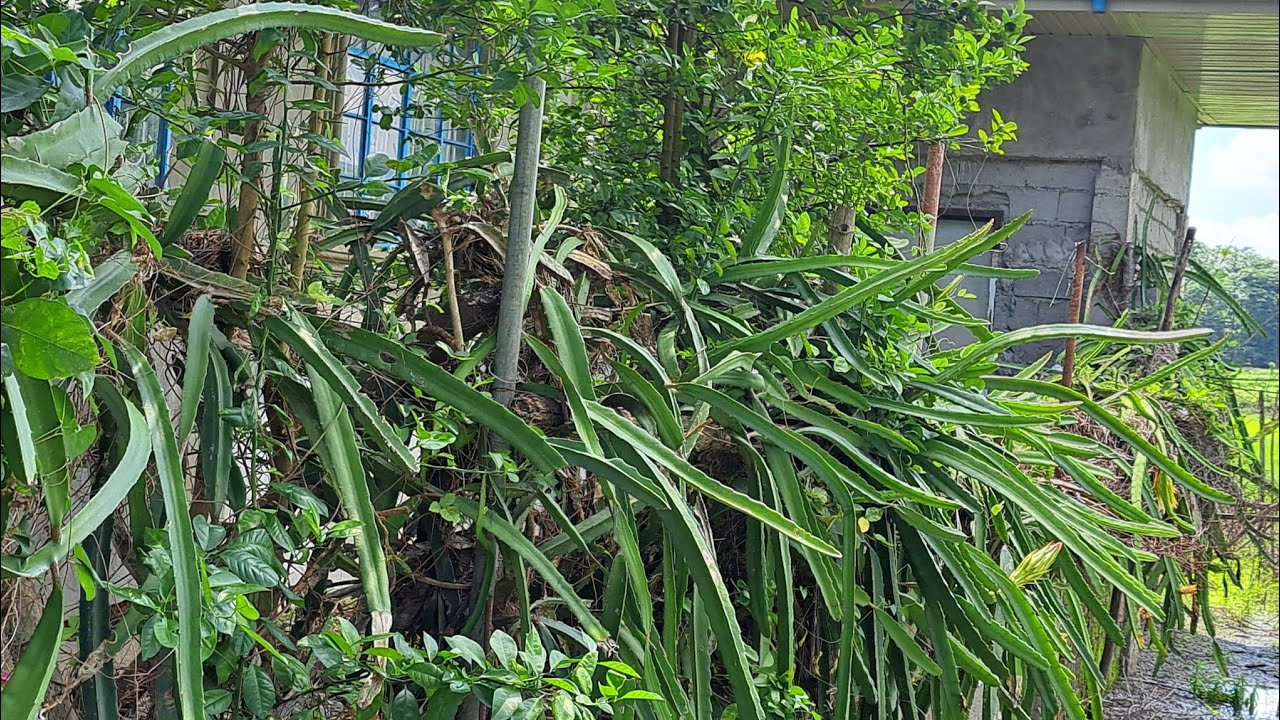 MGA PRUTAS SA GILID NG BAHAY DITO SA PROBINSYA / DRAGON FRUIT,KALAMANSI ...