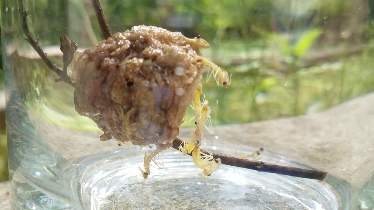Praying Mantis emerging different stages - YouTube