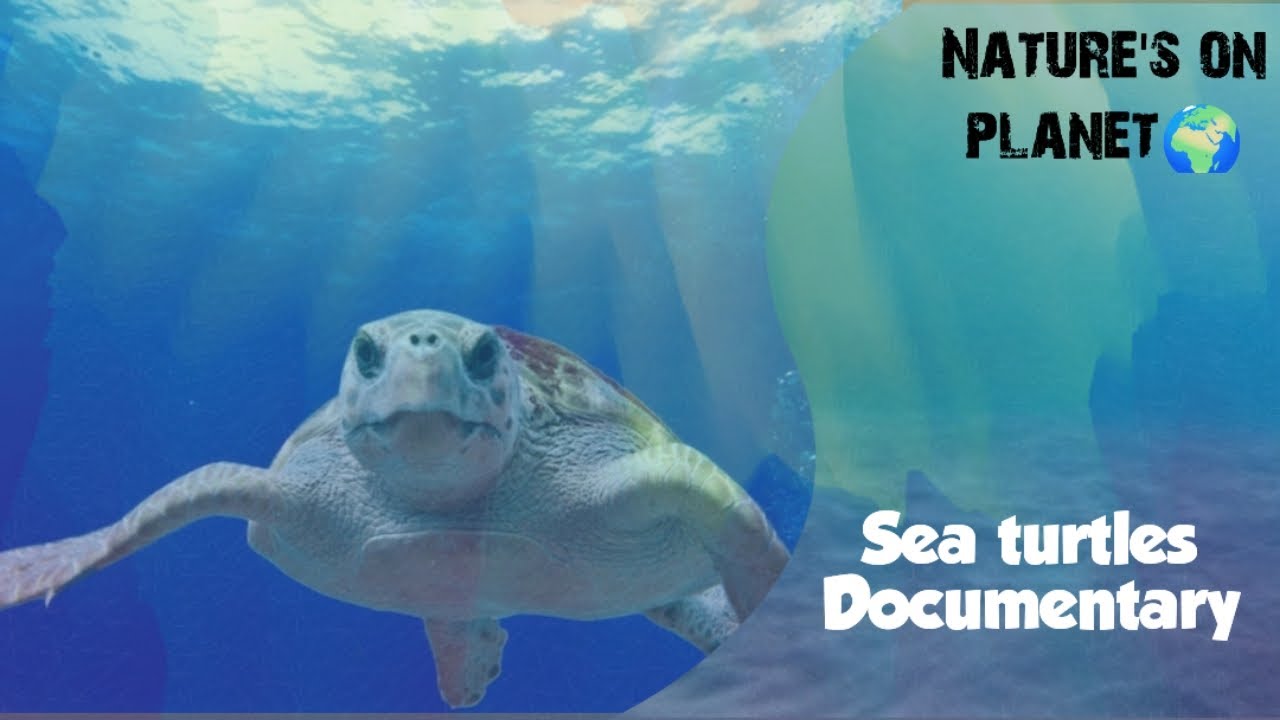 Sea turtles documentary Small Film turtles information - YouTube
