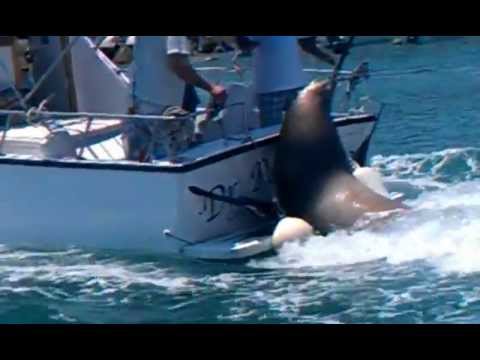 Sea Lion Attacks Boat In Cabo San Lucas - YouTube
